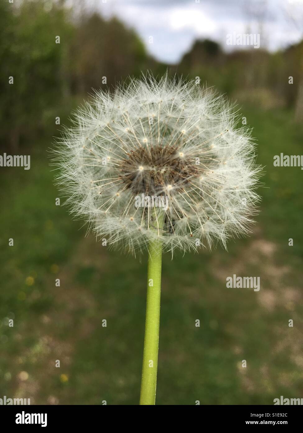 Weed with white fluff hi-res stock photography and images - Alamy
