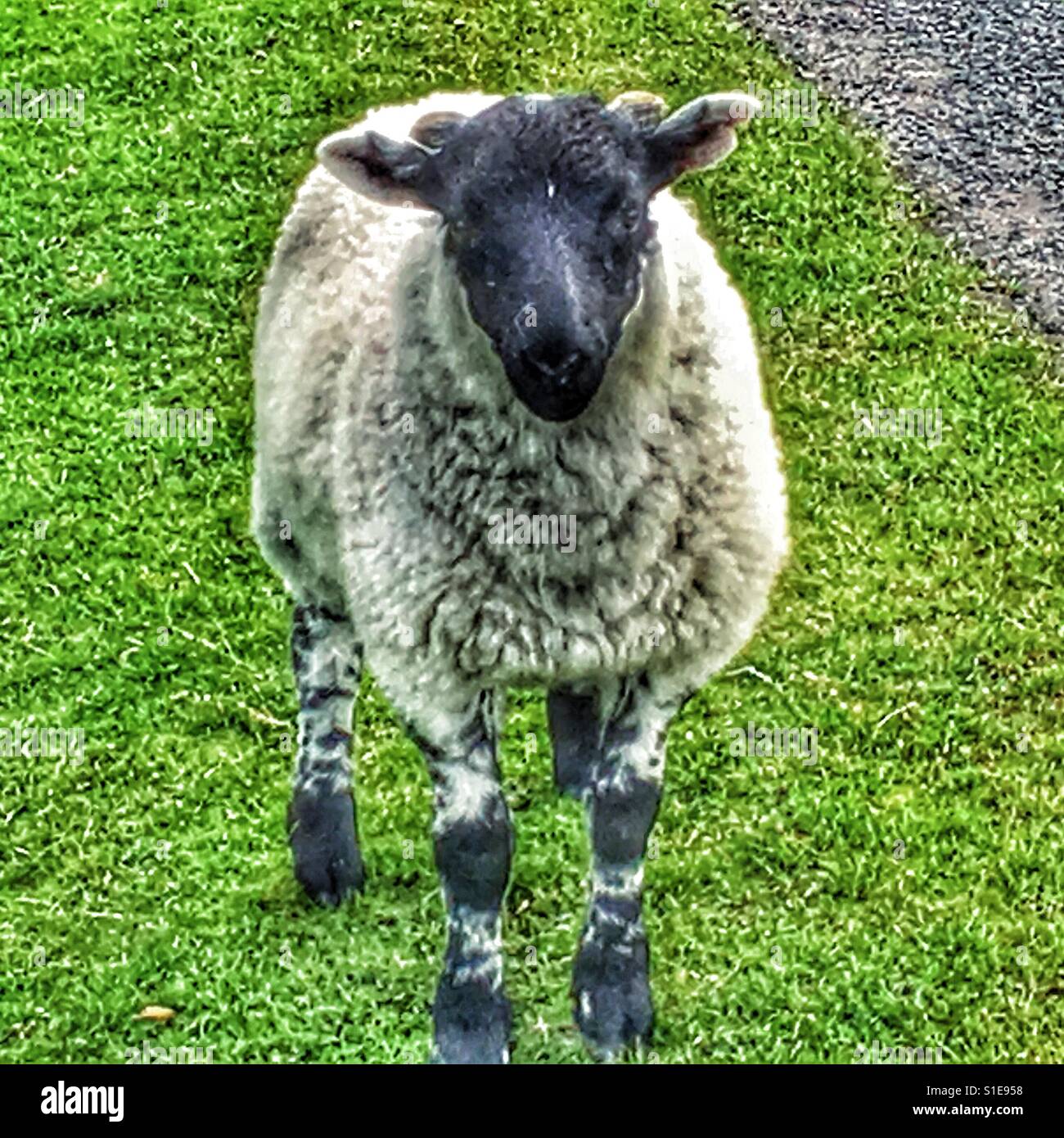 Black faced sheep Stock Photo - Alamy
