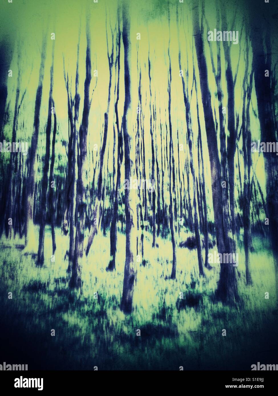 Creepy woods hi-res stock photography and images - Alamy
