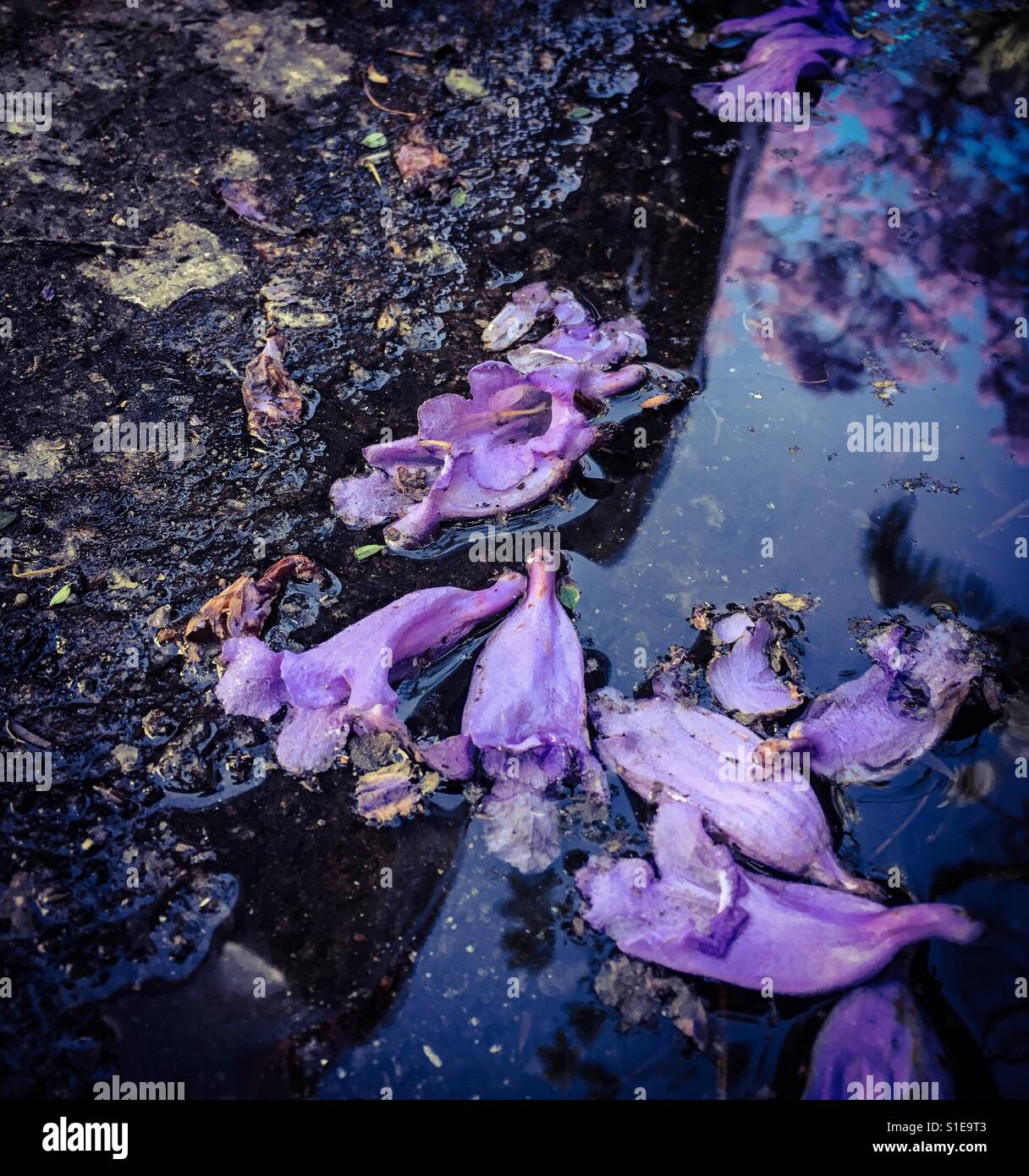 Purple petals and flowers in a puddle Stock Photo - Alamy