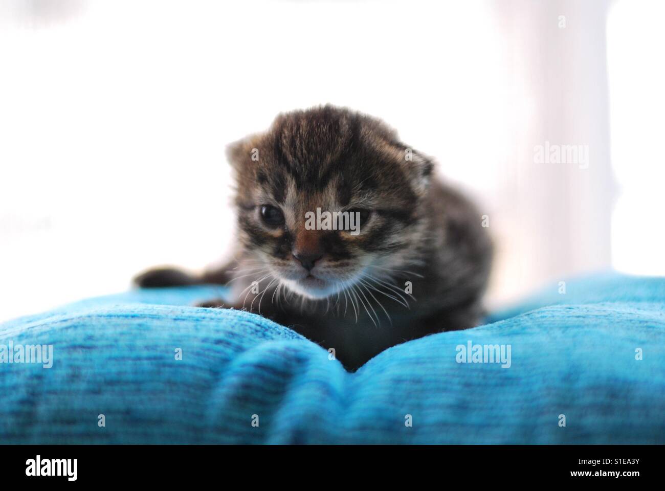 Noah jr hi-res stock photography and images - Alamy