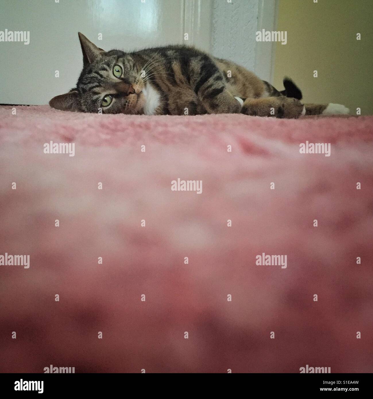 Cats laying down hi-res stock photography and images - Alamy