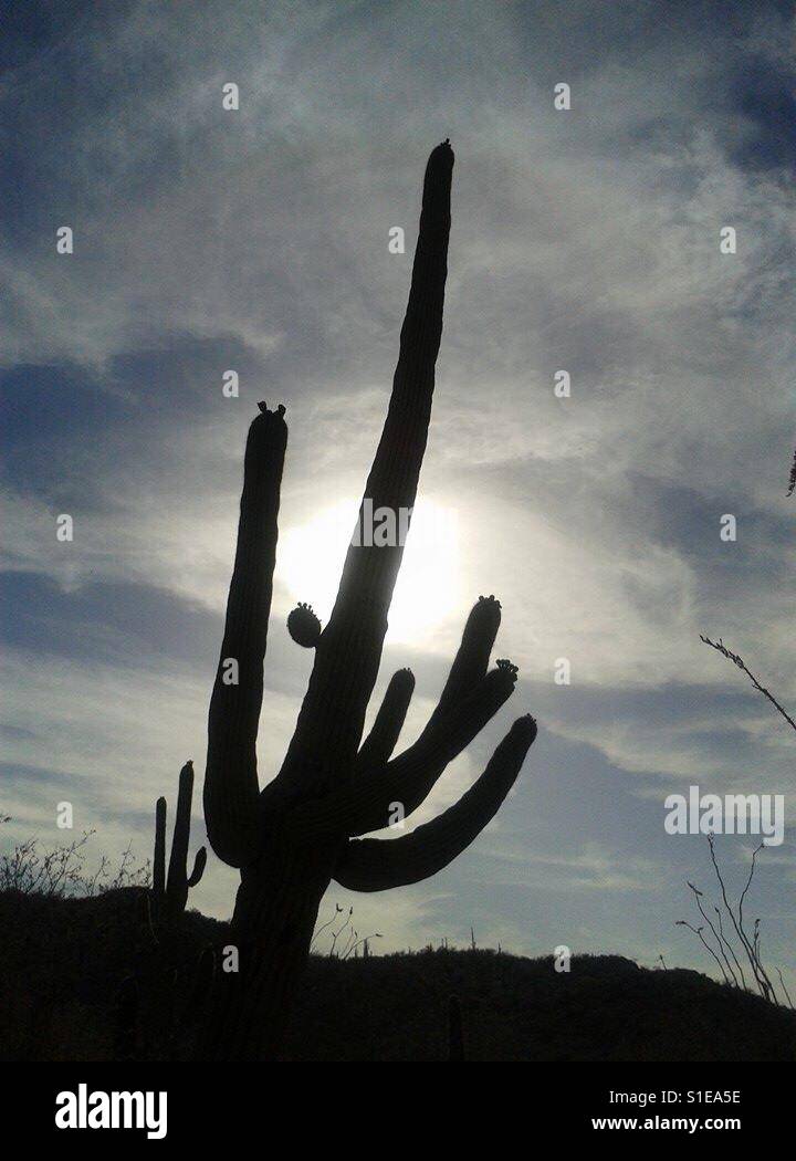 Bajada loop drive saguaro hi-res stock photography and images - Alamy