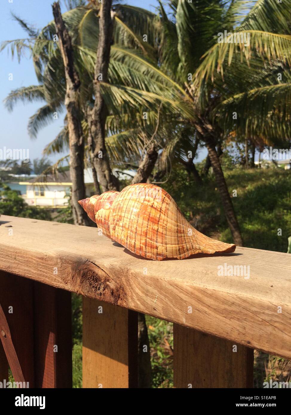 Conch Shell in Roatan island Stock Photo - Alamy