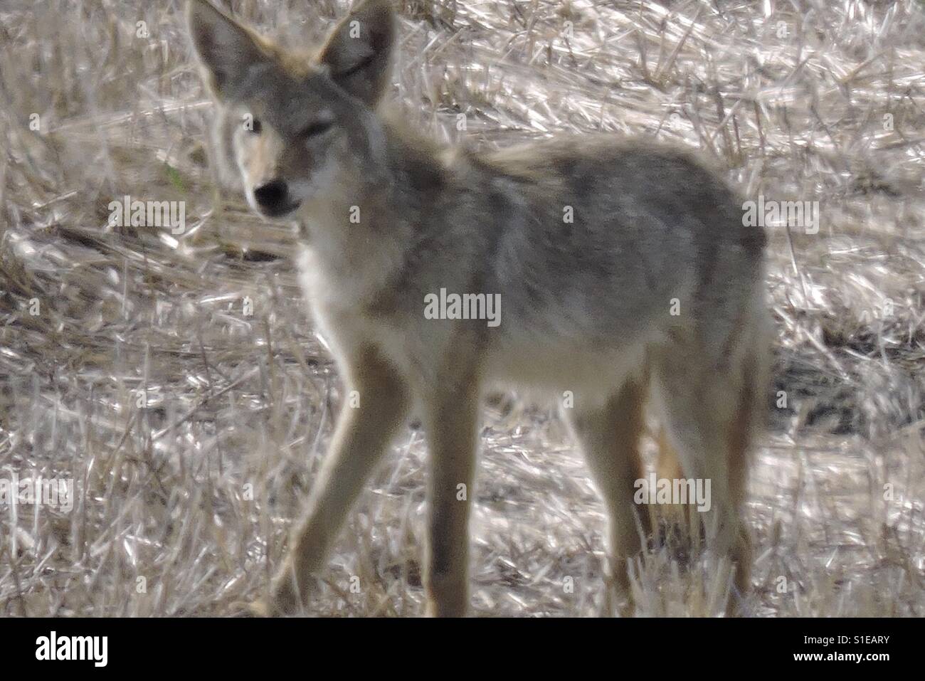 Wiley Coyote High Resolution Stock Photography and Images - Alamy