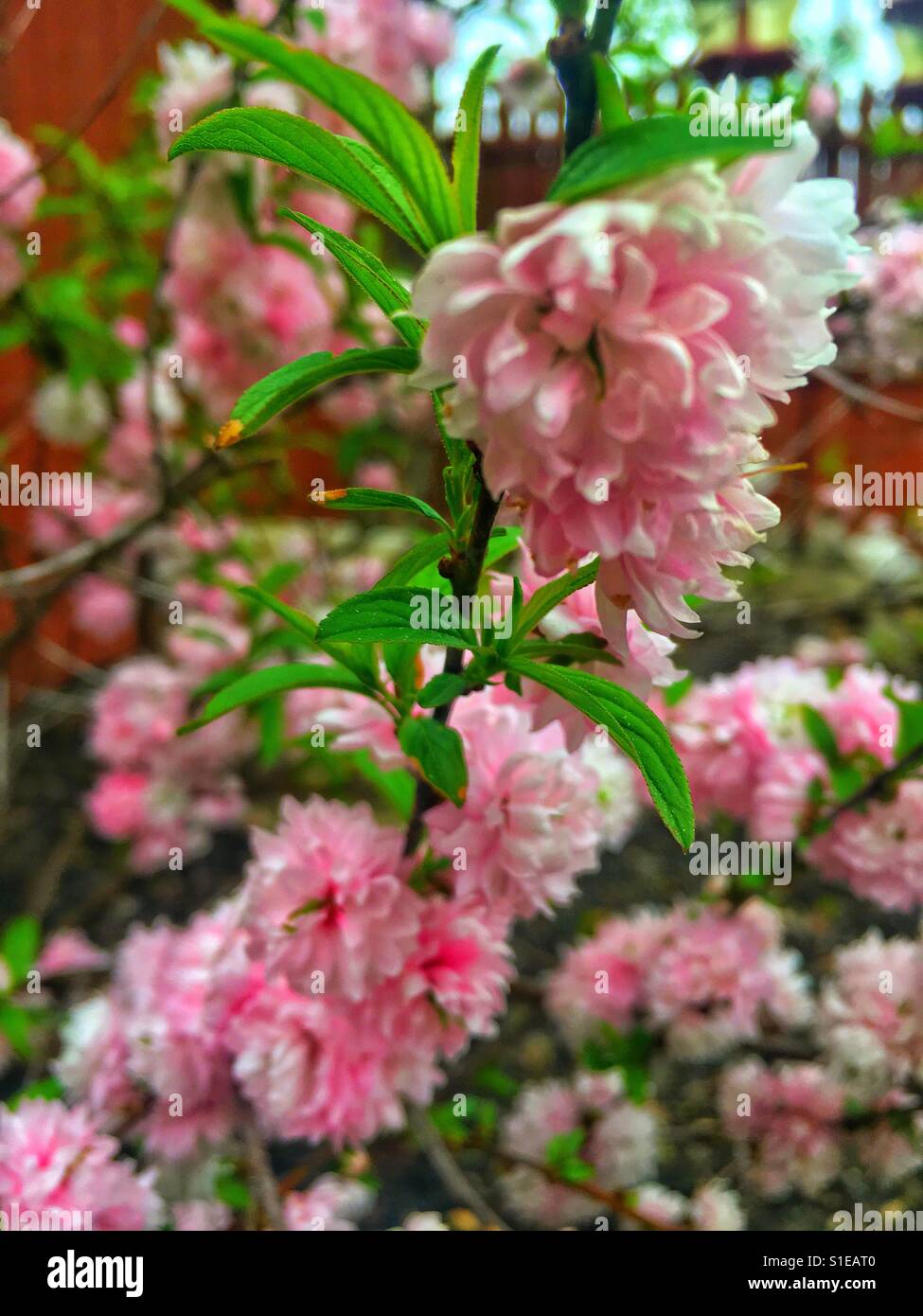 Budding flower hi-res stock photography and images - Alamy