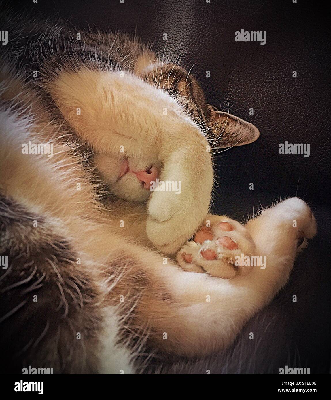 Sleeping well ...! Stock Photo - Alamy