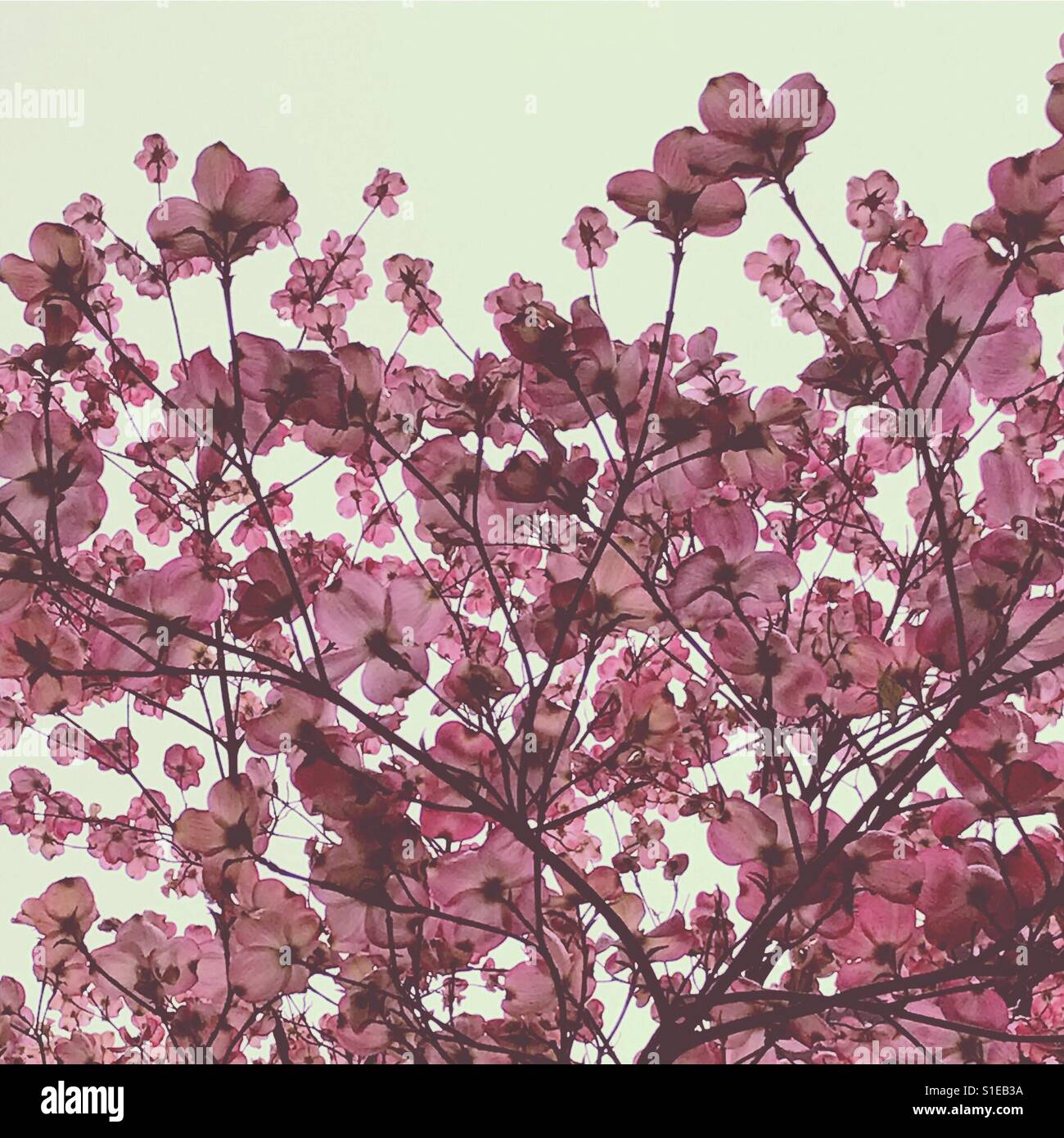 Dogwood tree in bloom hi-res stock photography and images - Alamy