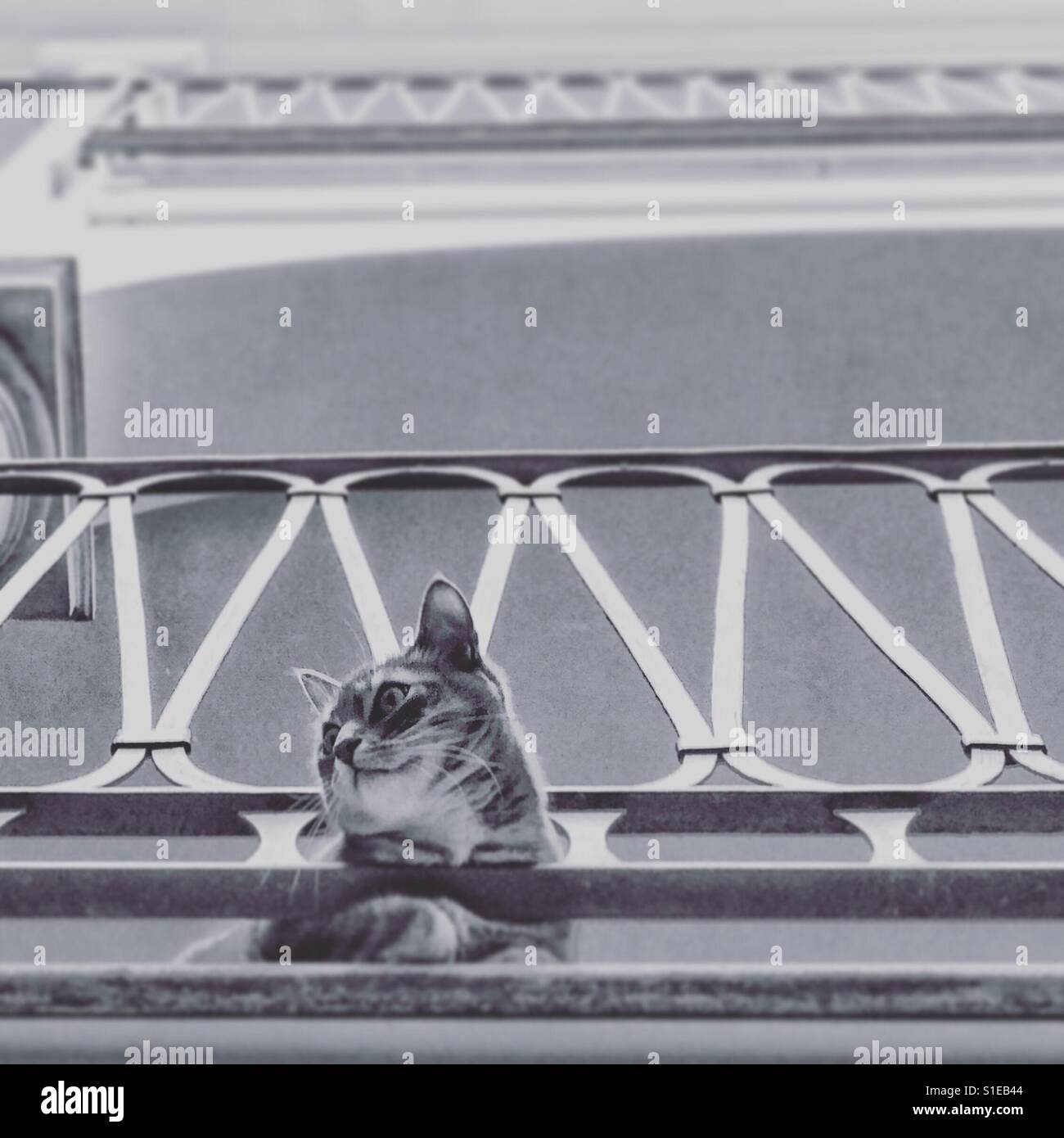 Cat from above Stock Photo - Alamy