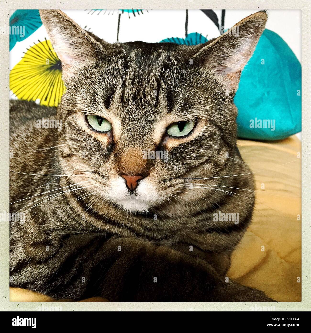 Grumpy bed hi-res stock photography and images - Alamy