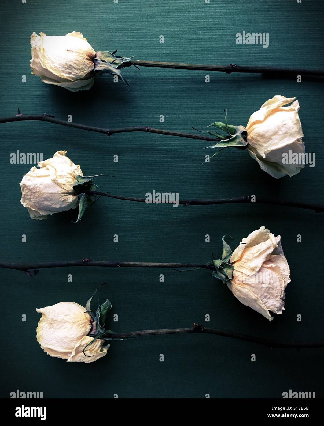 Dead flowers roses hi-res stock photography and images - Alamy