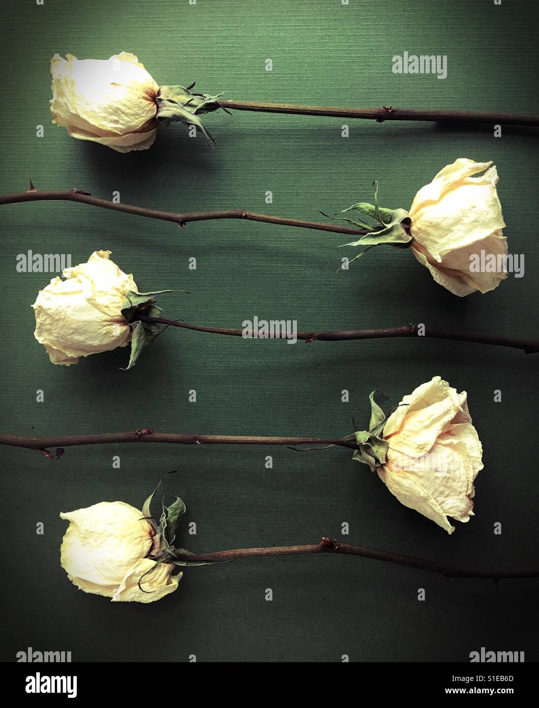 Dried white roses Stock Photo - Alamy