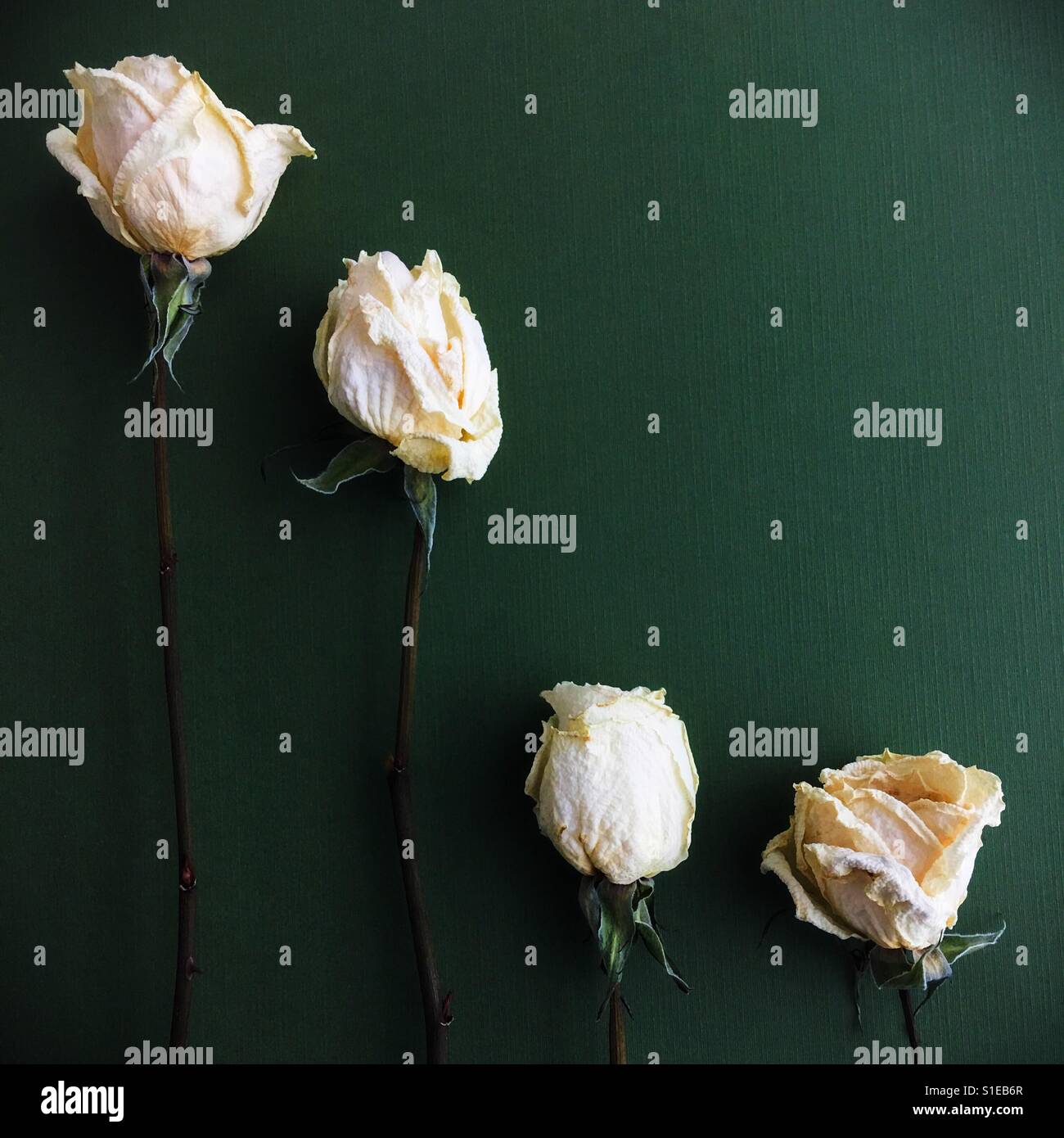 Row roses hi-res stock photography and images - Alamy