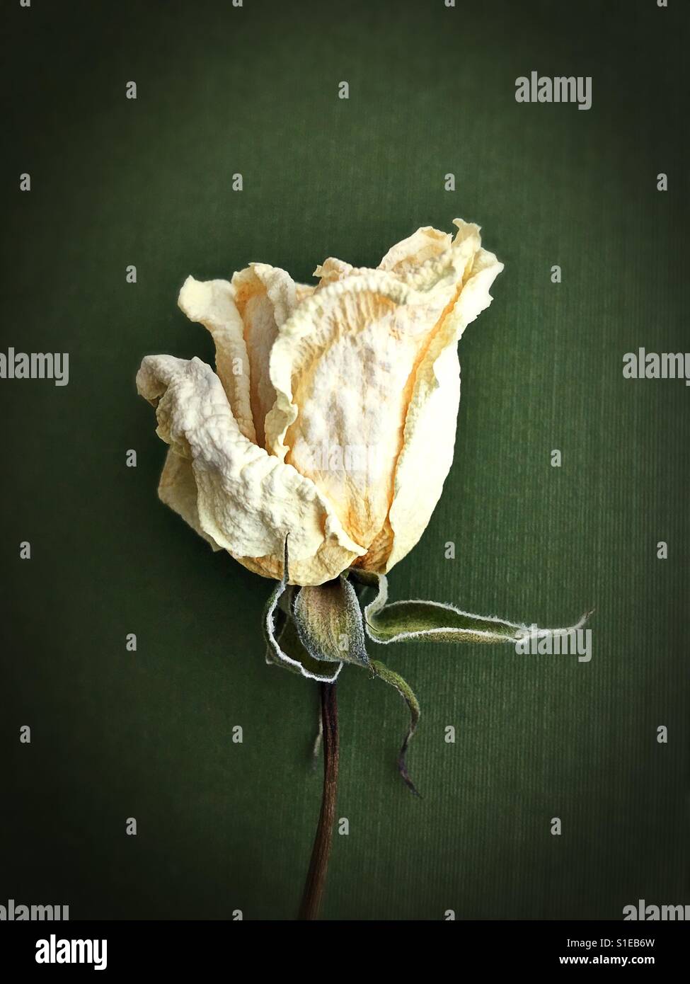 Dried White Rose High Resolution Stock Photography and Images - Alamy