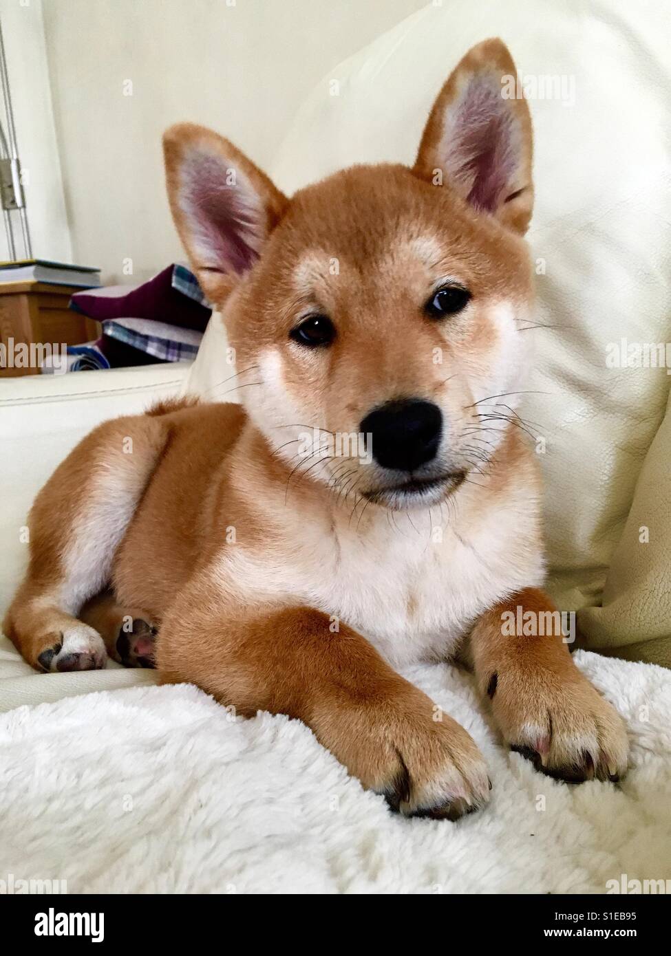 Young japanese shibu hi-res stock photography and images - Alamy