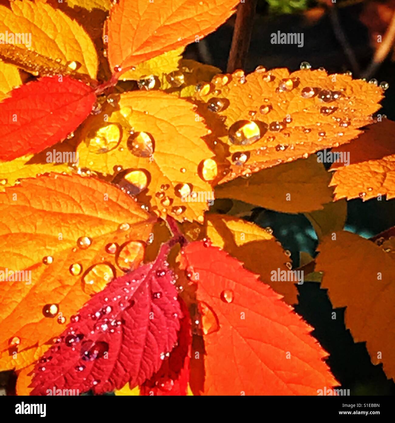 Wet yellow leaves hi-res stock photography and images - Alamy