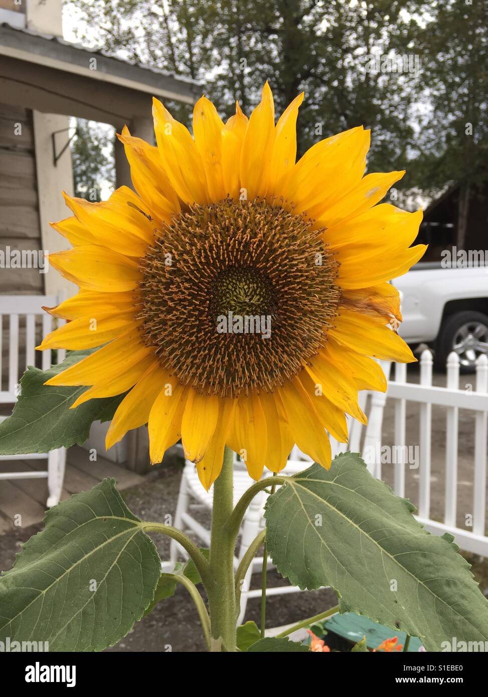Huge sunflower hi-res stock photography and images - Alamy