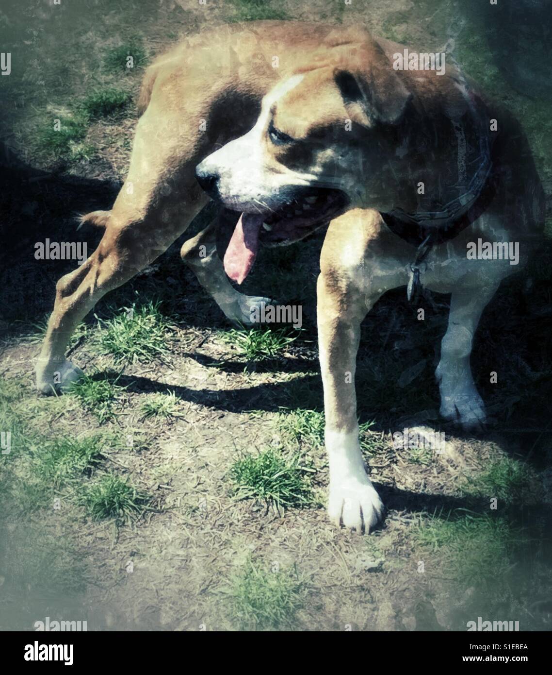 A dog's intense gaze Stock Photo - Alamy