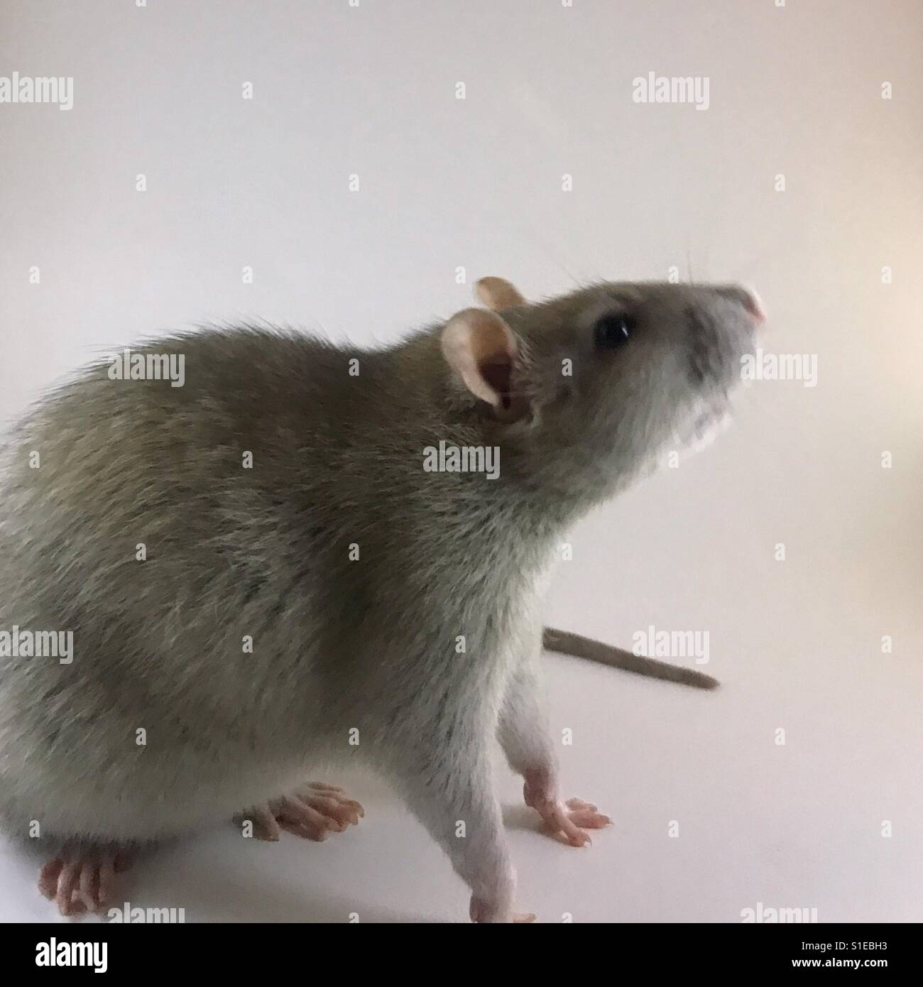 Templeton the rat hi-res stock photography and images - Alamy