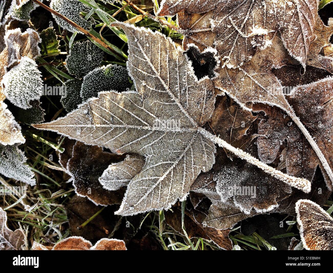 Frosty autumn oak leaf hi-res stock photography and images - Alamy