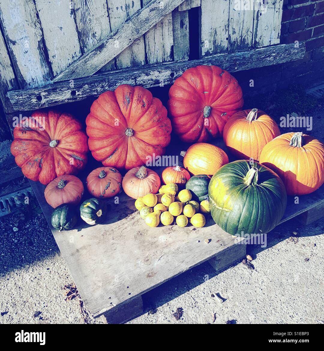 Different Shaped Pumpkins High Resolution Stock Photography and Images ...