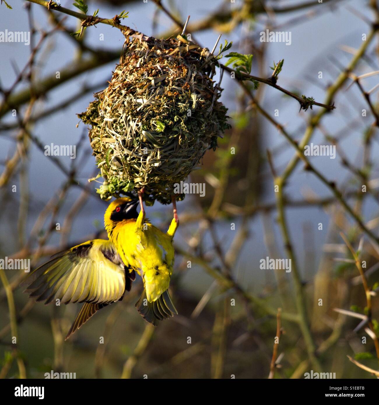 Weaverbird hi-res stock photography and images - Alamy