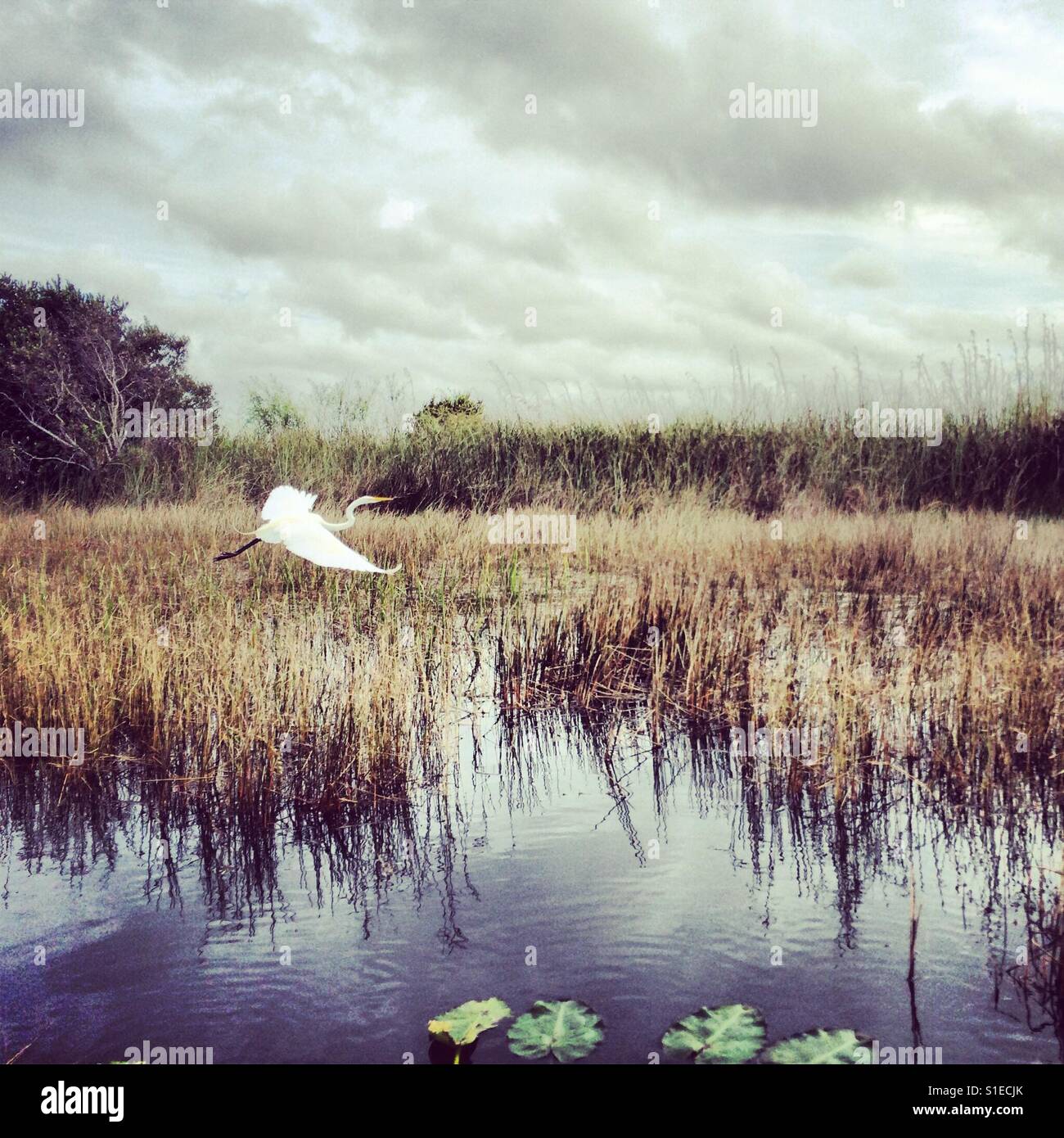 Swamp life hi-res stock photography and images - Alamy