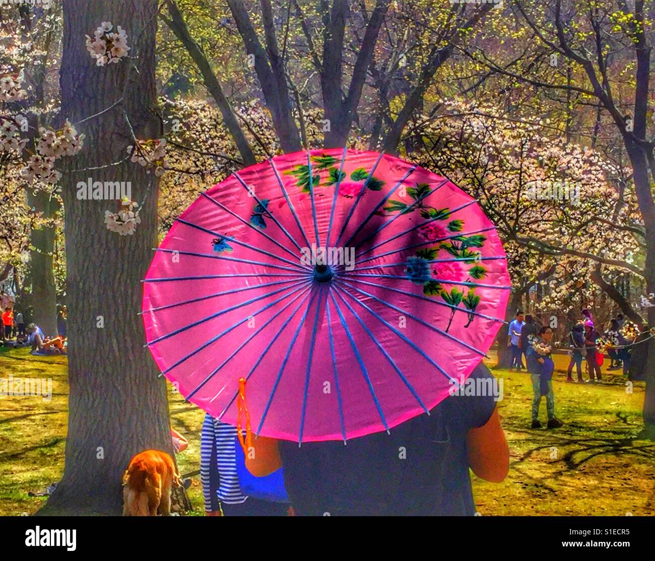 Bright pink sun umbrella Stock Photo - Alamy