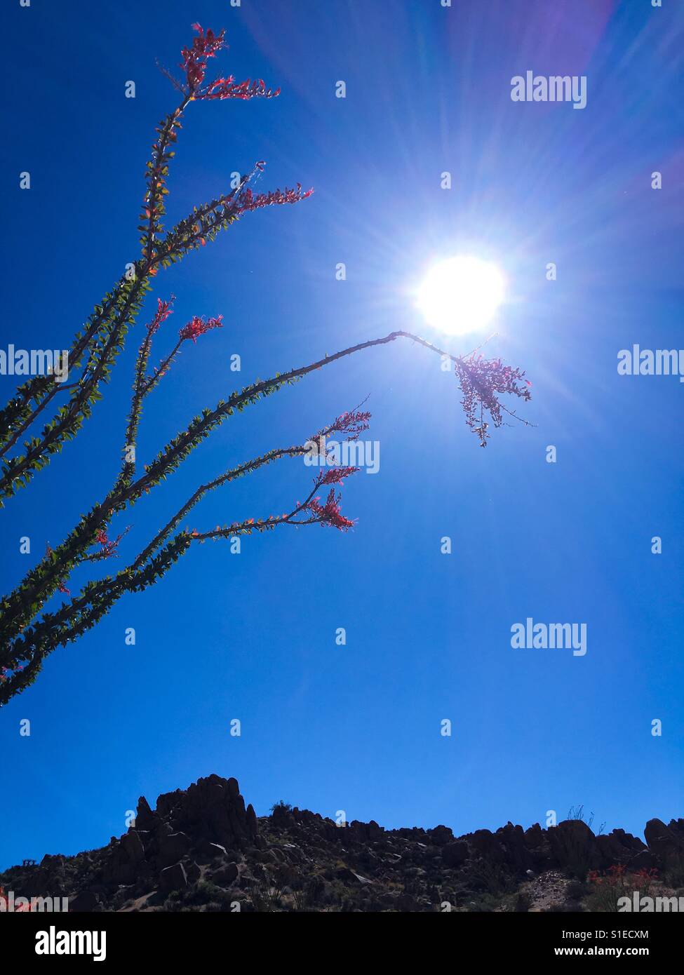 Ocotillos hi-res stock photography and images - Alamy