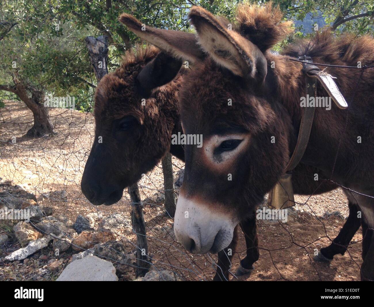 Donkeys face hi-res stock photography and images - Alamy