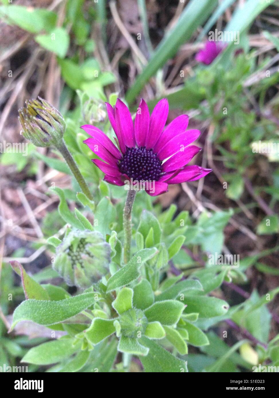 African plant life hi-res stock photography and images - Alamy