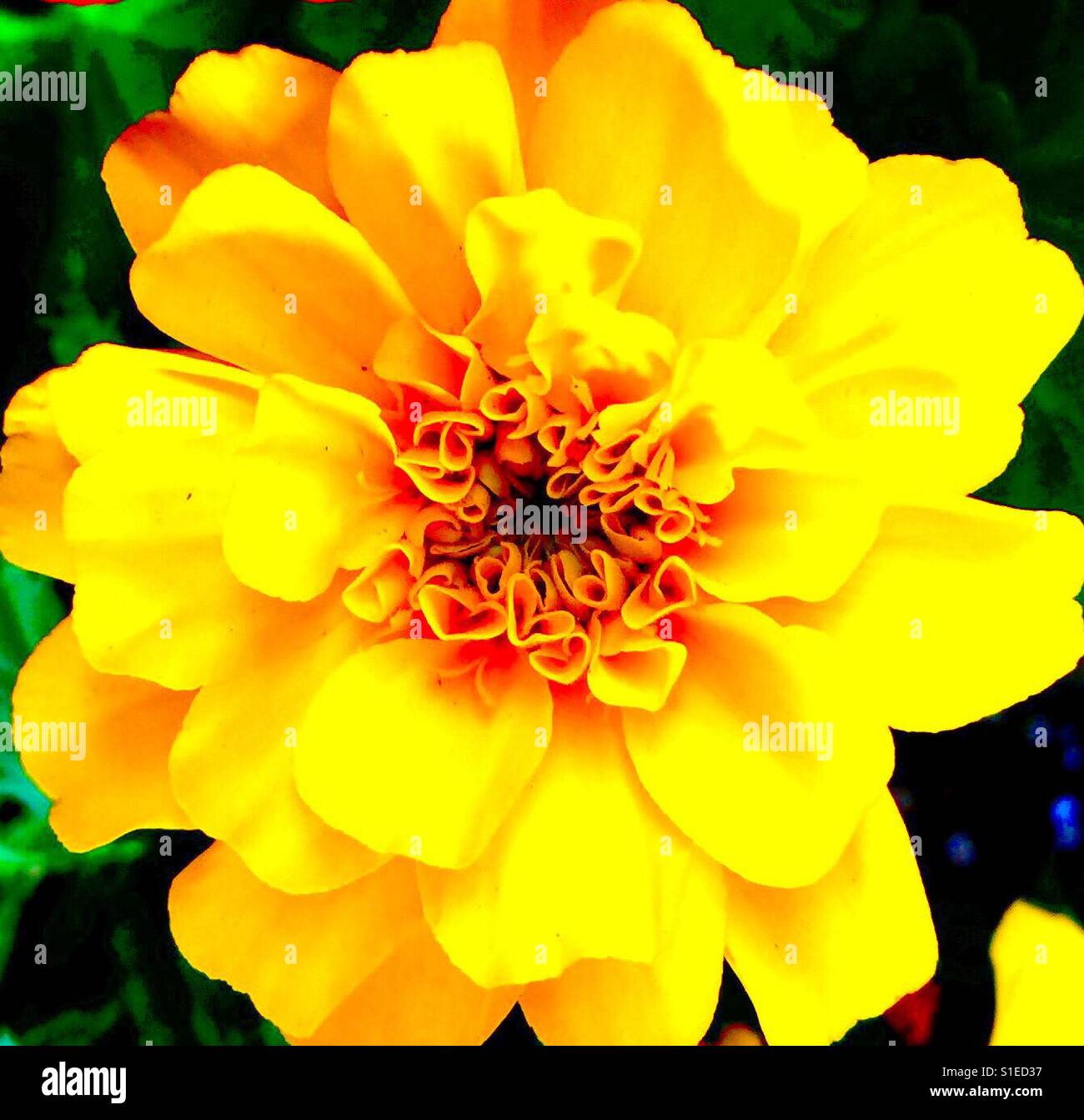 Lovely deep yellow marigold hi-res stock photography and images - Alamy