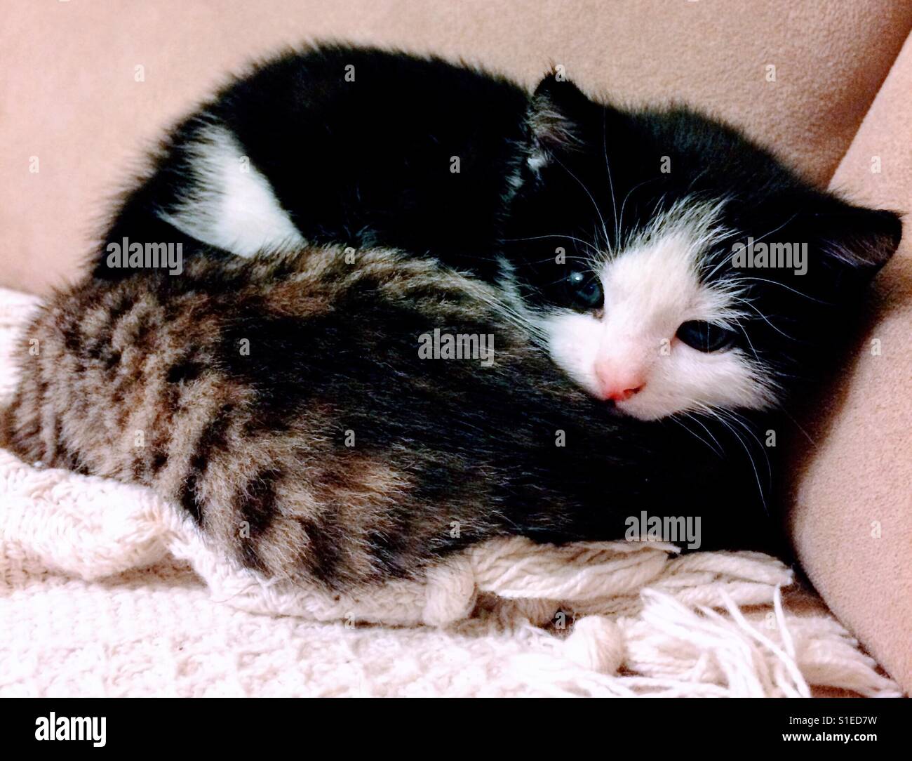 Kitten love hi-res stock photography and images - Alamy