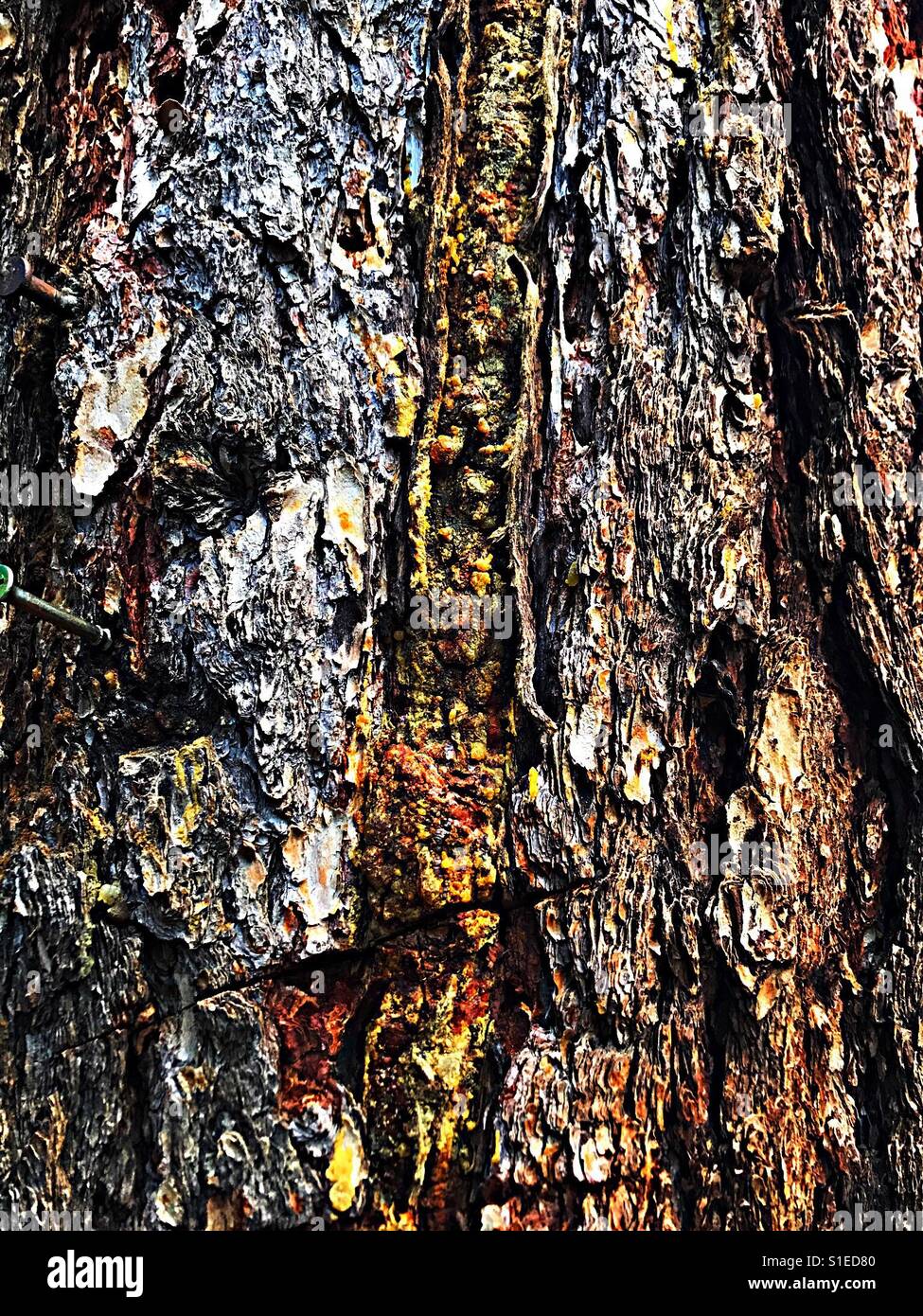 Sap tree hi-res stock photography and images - Alamy