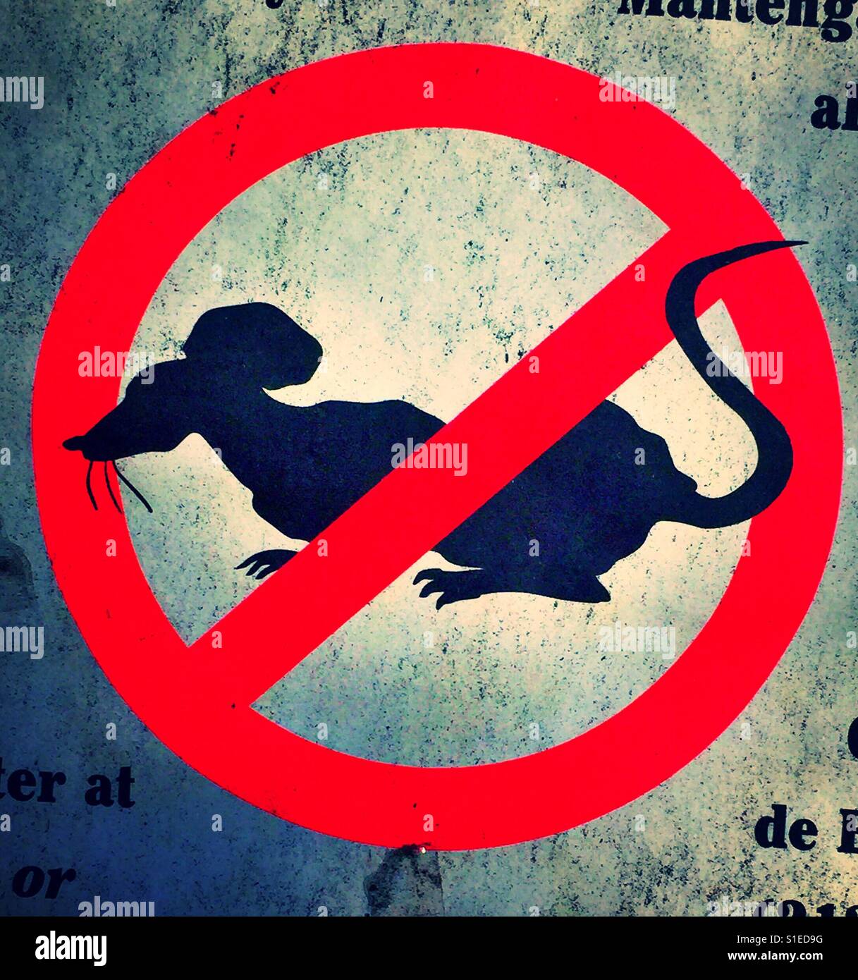 Pictogram with the international no rodents symbol Stock Photo - Alamy