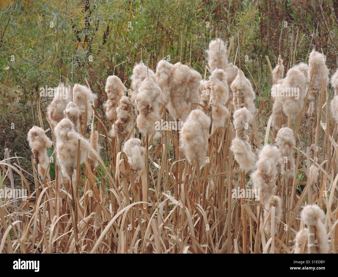 Cat tails hi-res stock photography and images - Alamy