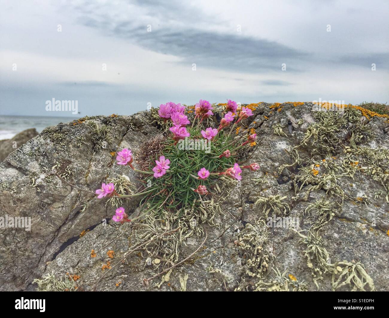 Flowers growing on rugged hi-res stock photography and images - Alamy