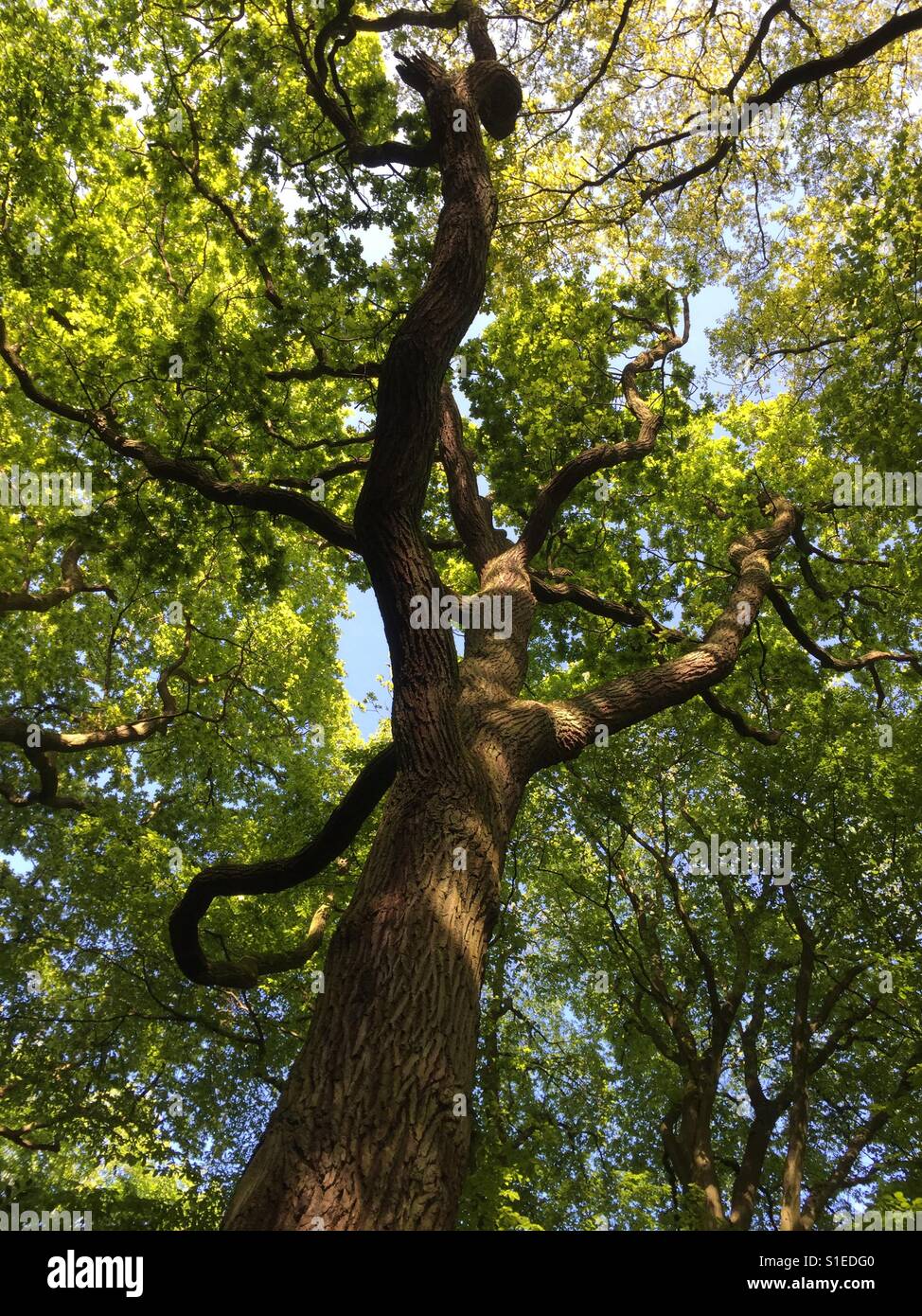 Highgate woods london hi-res stock photography and images - Alamy