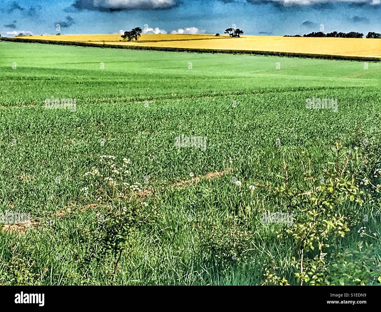 English Springtime landscape with wildflowers and farm fields including ...