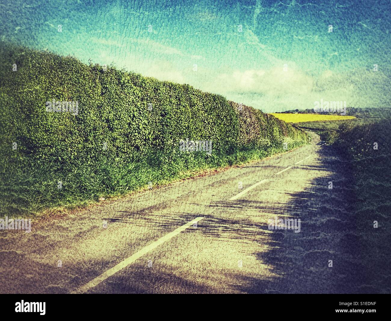 Country lane with high hedges, Dorset, England Stock Photo - Alamy