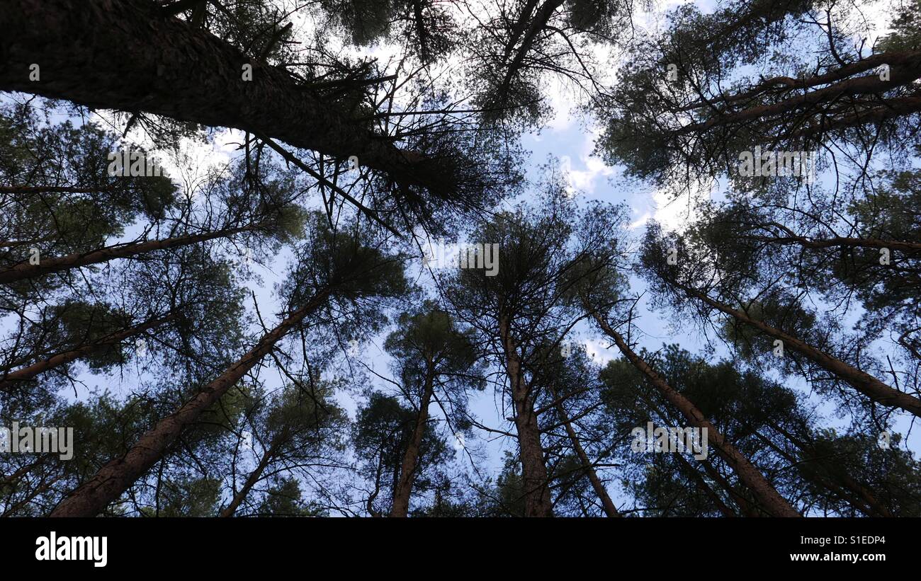 Tall upright trees hi-res stock photography and images - Alamy