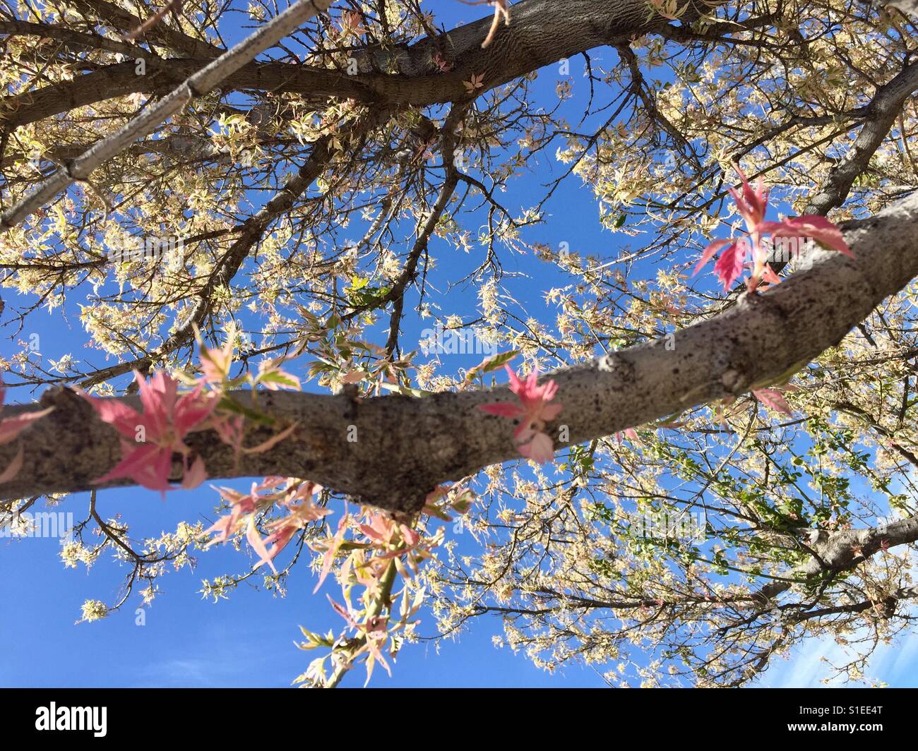 Flamingo willow tree hi-res stock photography and images - Alamy