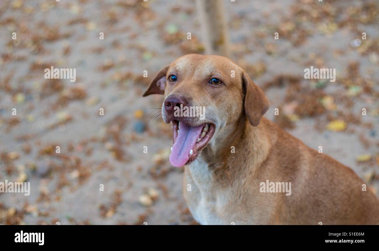 Loyal friend hi-res stock photography and images - Alamy