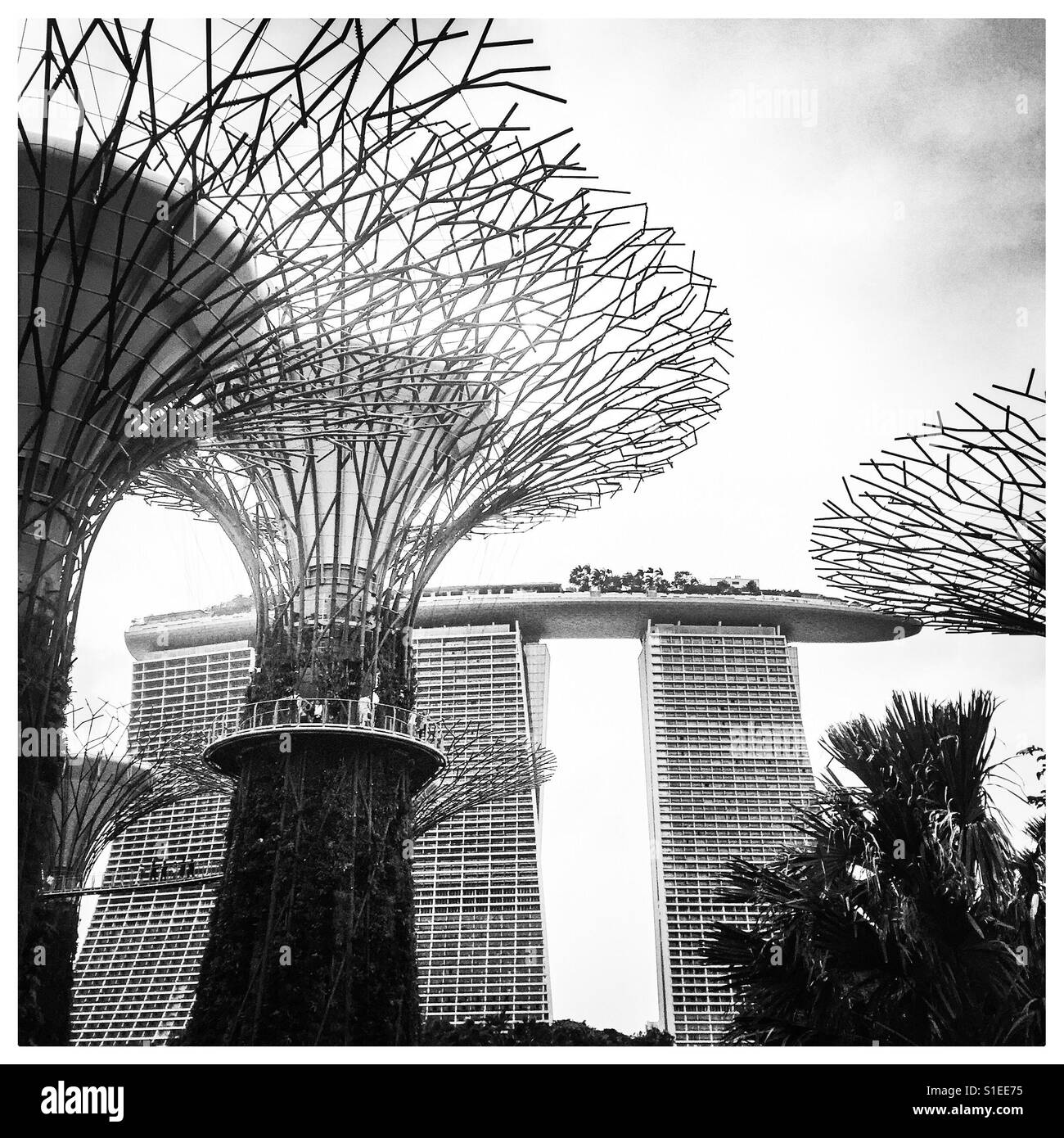 Singapore supertree Black and White Stock Photos & Images - Alamy