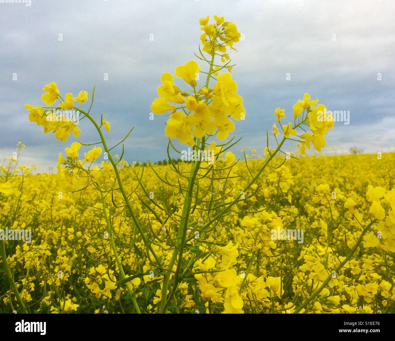 Rapeseed Crops High Resolution Stock Photography and Images - Alamy