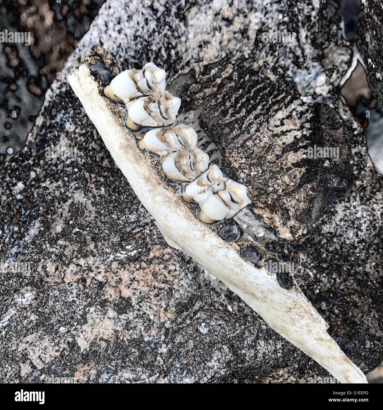 Skulls Texture High Resolution Stock Photography and Images - Alamy