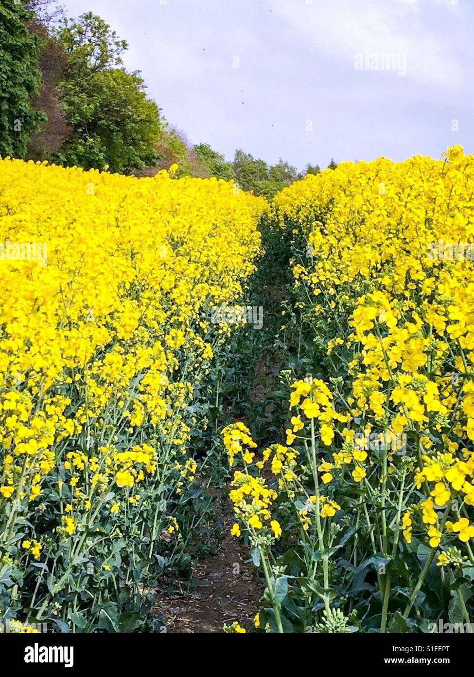 Oil seed rape crop in full bloom Stock Photo - Alamy