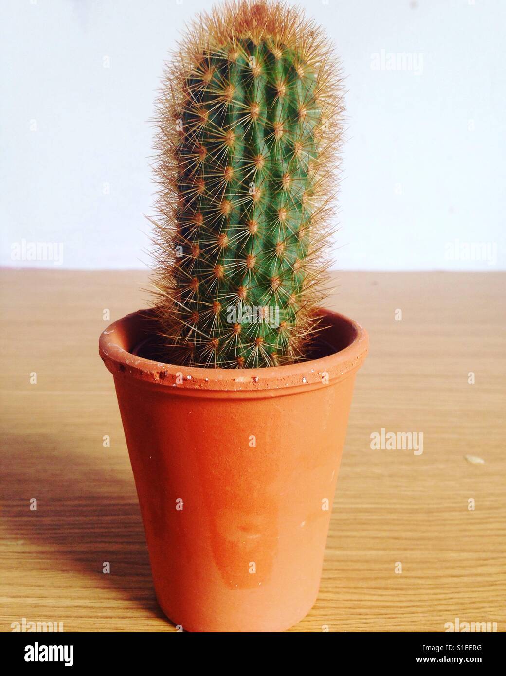 Summer cactus hi-res stock photography and images - Alamy