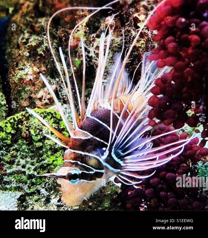 Tigerfish hi-res stock photography and images - Alamy