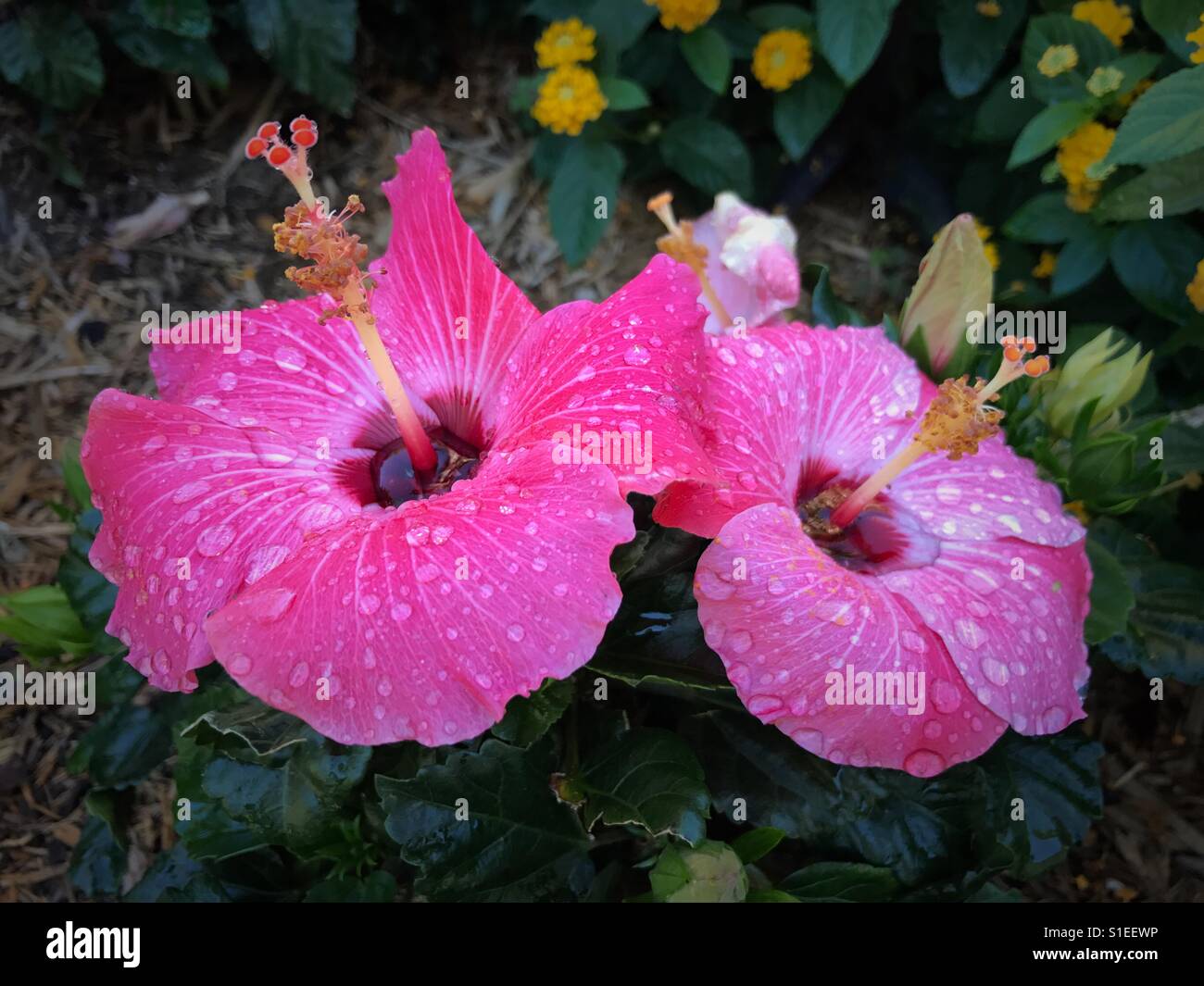 Two hibiscus hi-res stock photography and images - Alamy